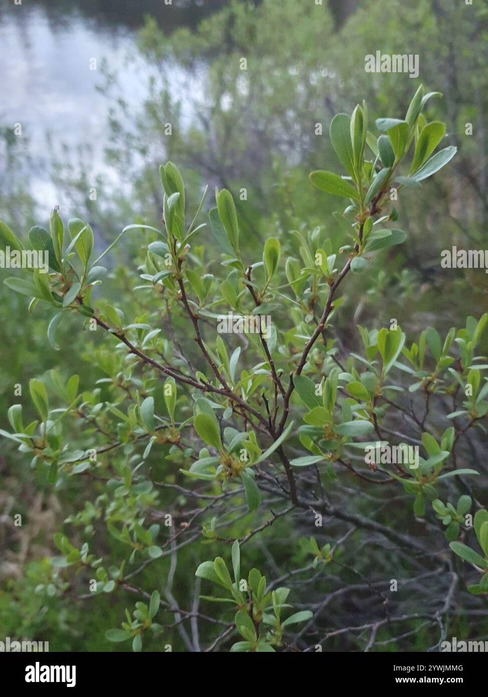 bog myrtle (Myrica gale Stock Photo - Alamy