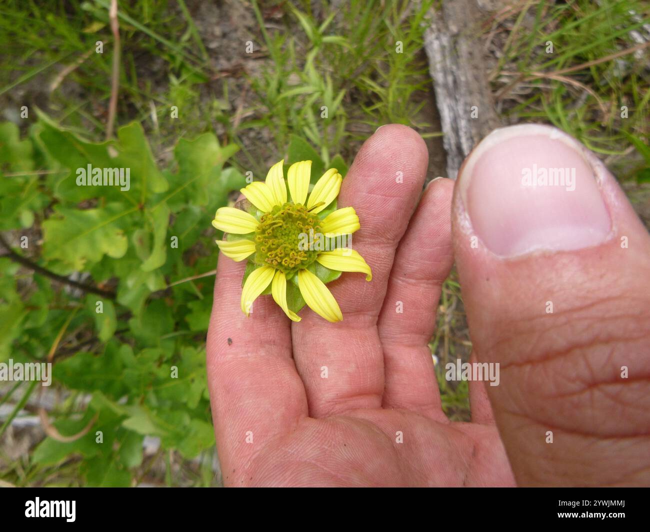 Simpson's Rosinweed (Silphium asteriscus simpsonii Stock Photo - Alamy