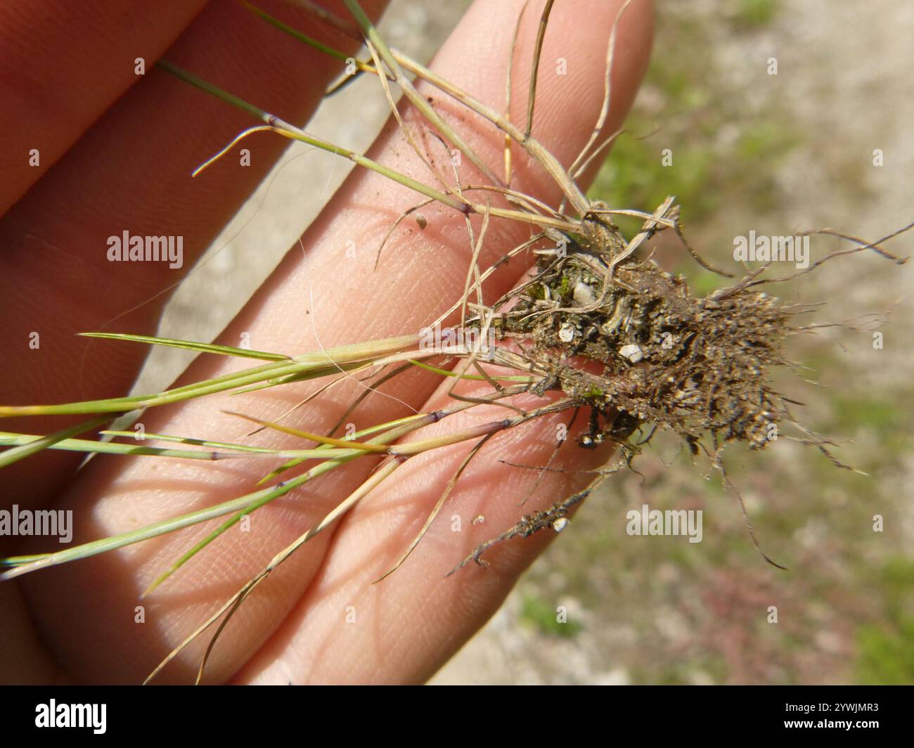 rattail sixweeks grass (Festuca myuros Stock Photo - Alamy