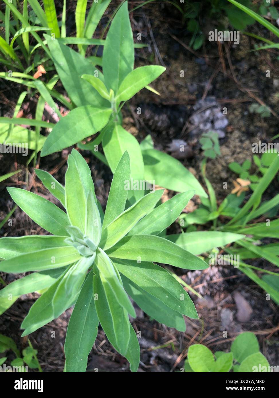 Appalachian blazing star (Liatris squarrulosa Stock Photo - Alamy