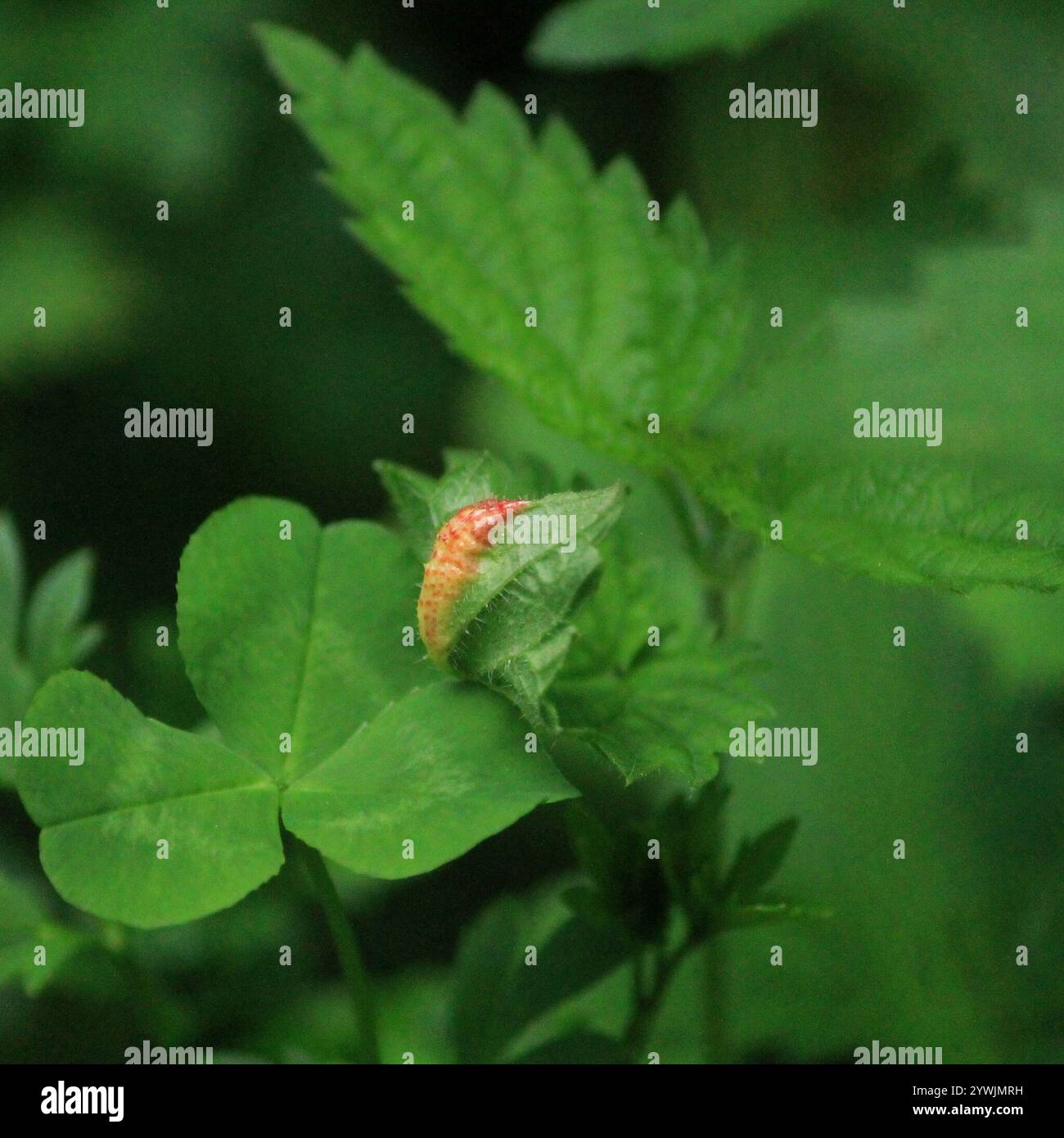 Nettle Clustercup Rust fungus (Puccinia urticata Stock Photo - Alamy