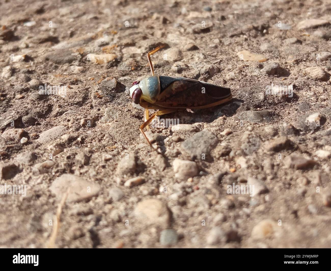 peppered backswimmer (Notonecta maculata Stock Photo - Alamy