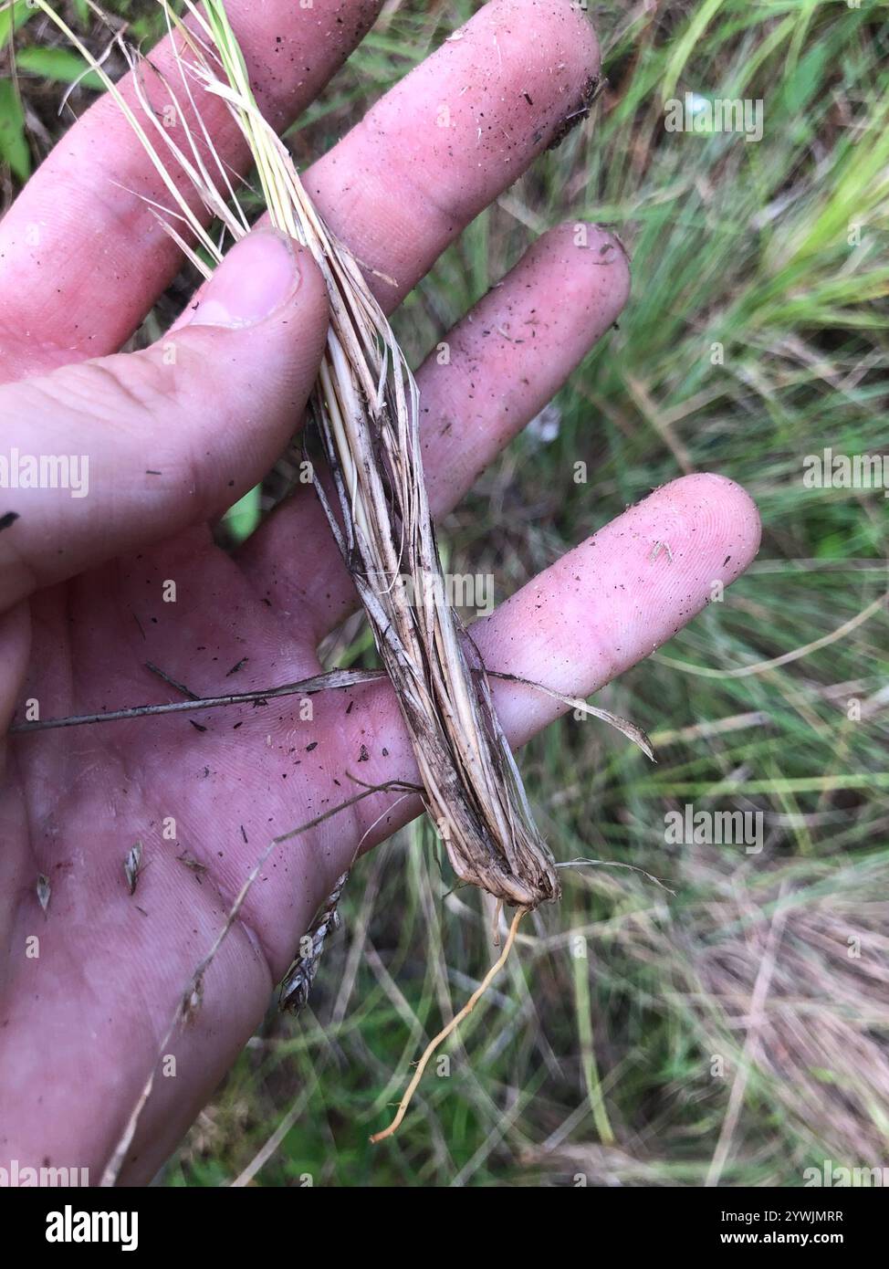 Hairawn Muhly (Muhlenbergia capillaris Stock Photo - Alamy