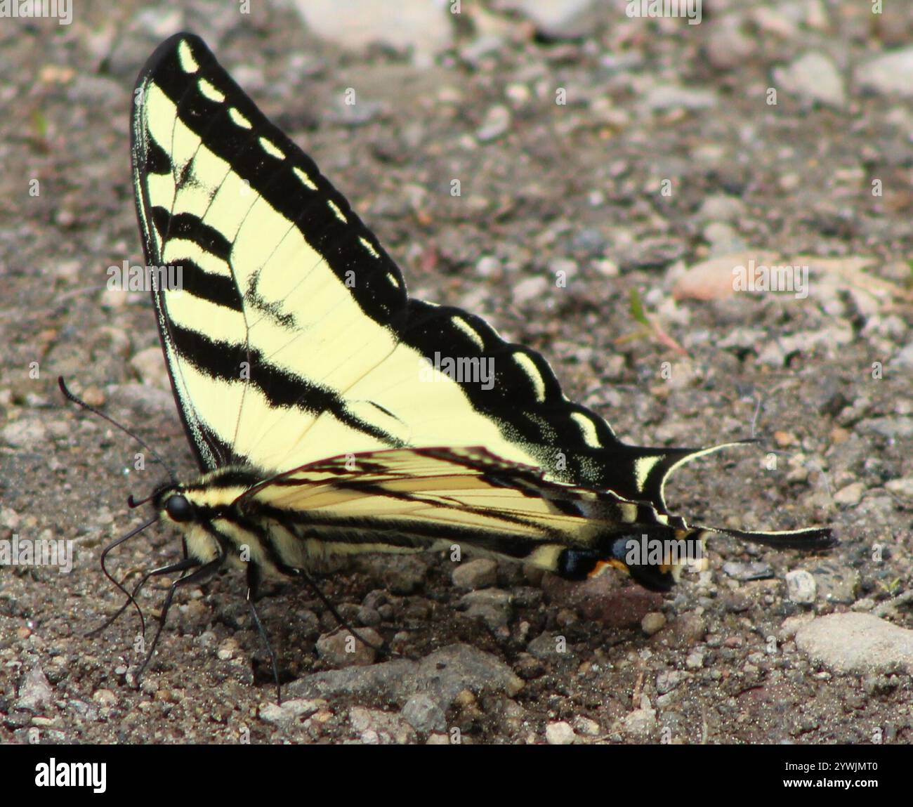 Western Tiger Swallowtail (Papilio rutulus Stock Photo - Alamy
