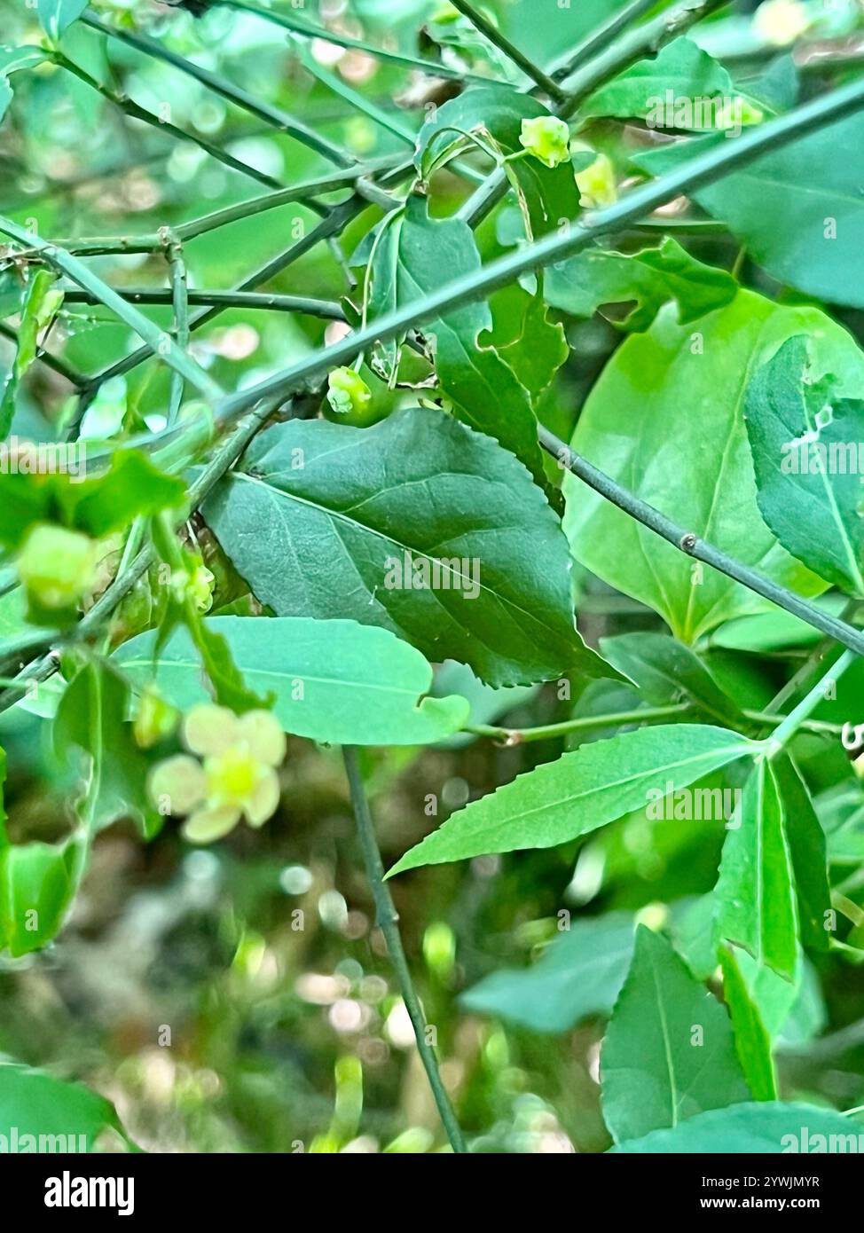strawberry bush (Euonymus americanus Stock Photo - Alamy