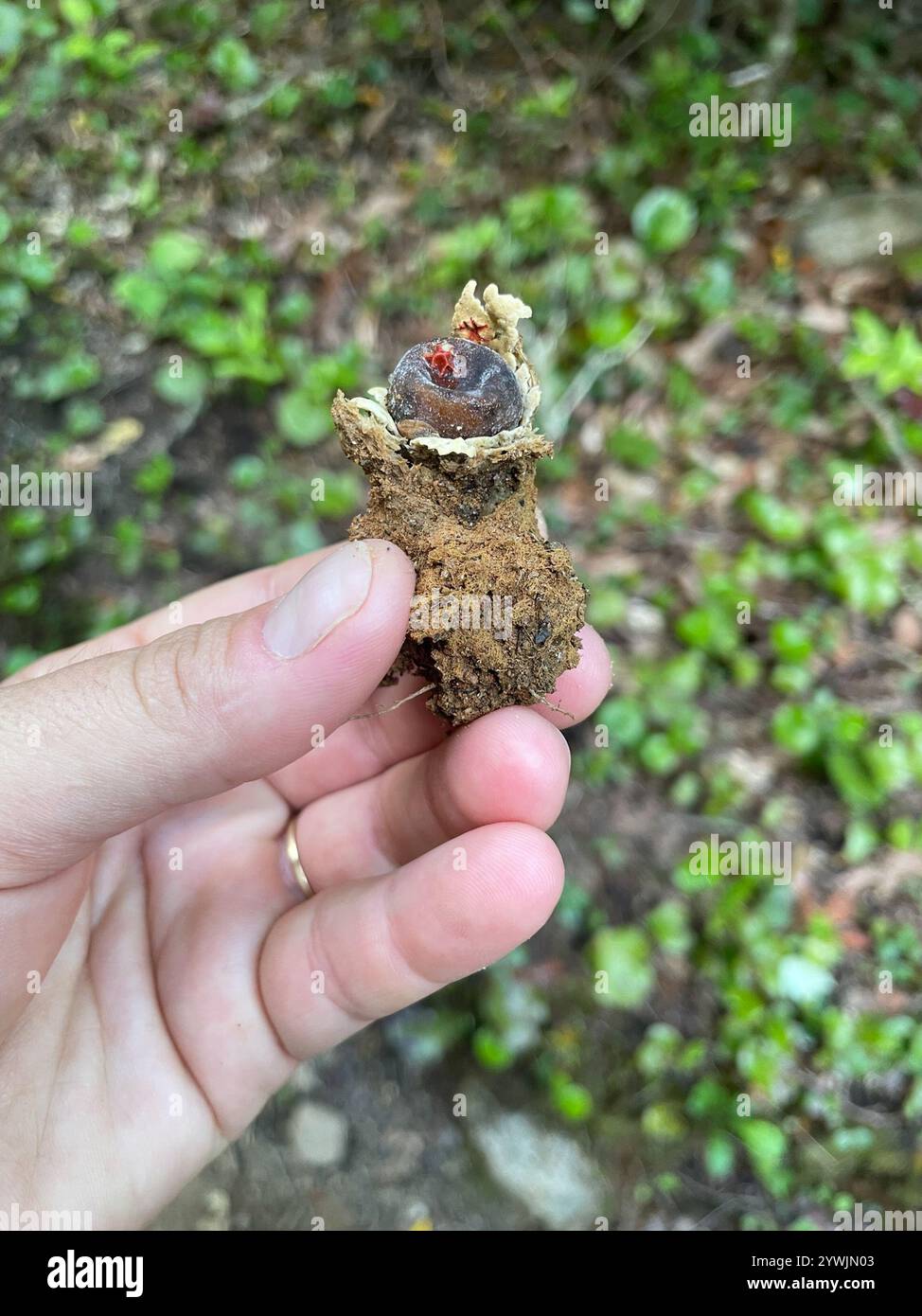 Calostoma hi-res stock photography and images - Alamy