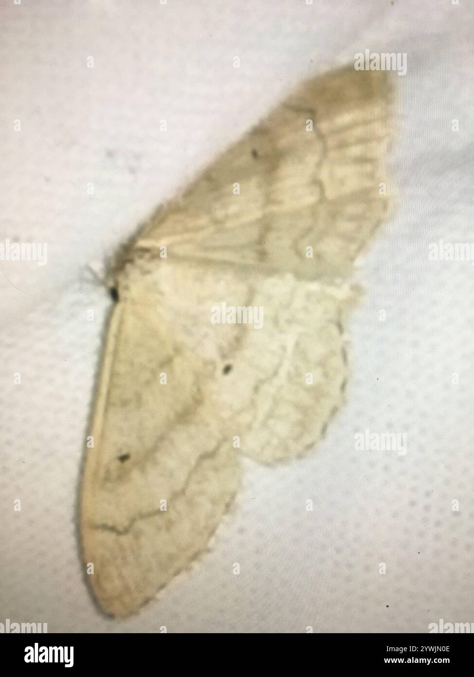 Riband Wave (Idaea aversata Stock Photo - Alamy