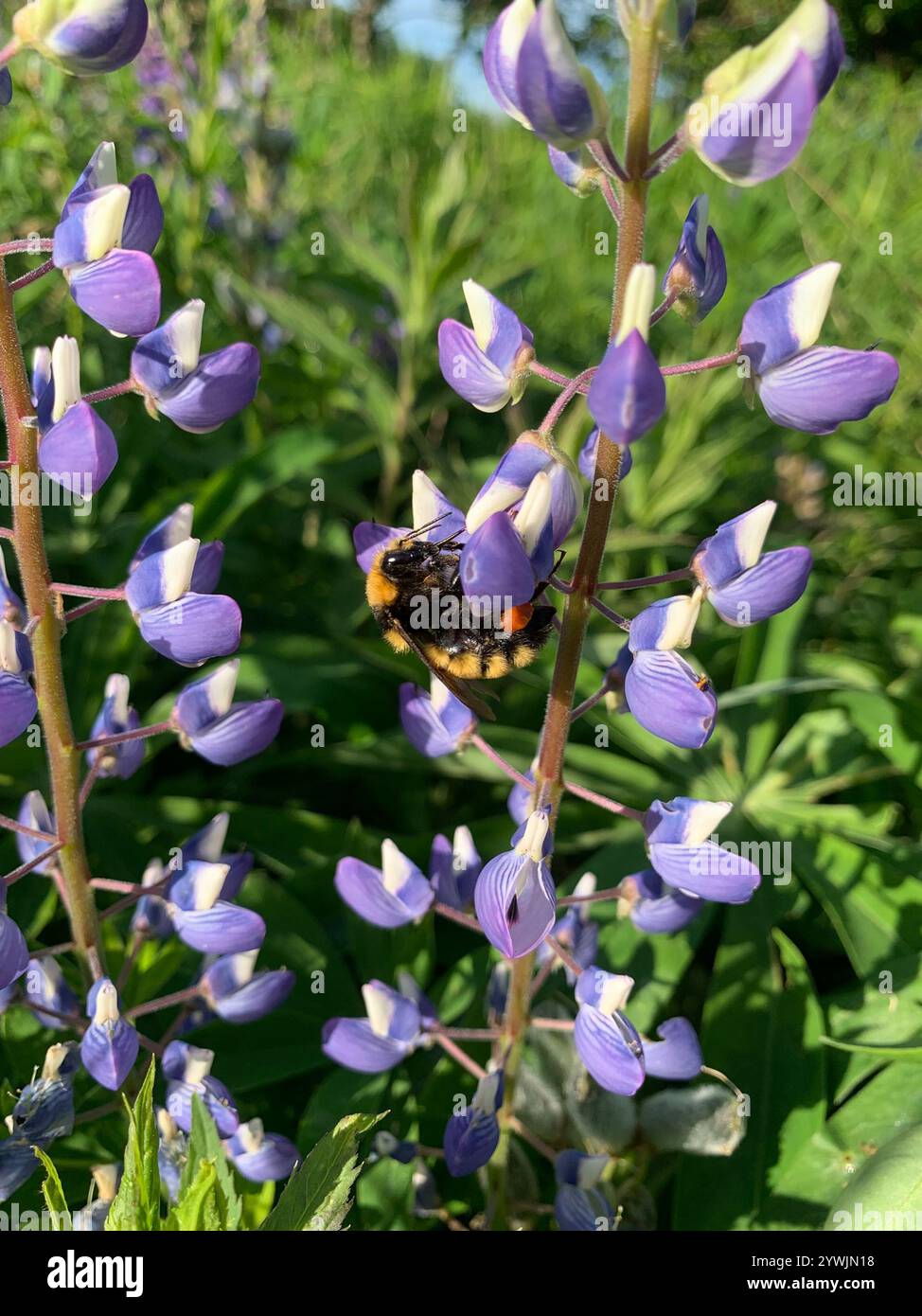 Northern Amber Bumble Bee (Bombus borealis Stock Photo - Alamy
