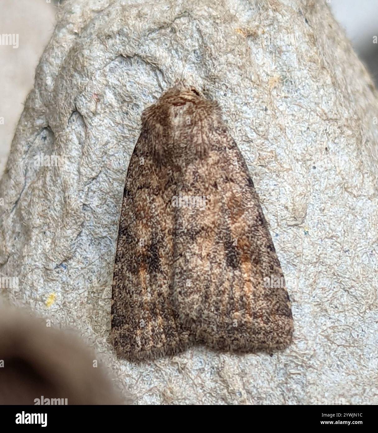 Mottled Rustic (Caradrina morpheus Stock Photo - Alamy