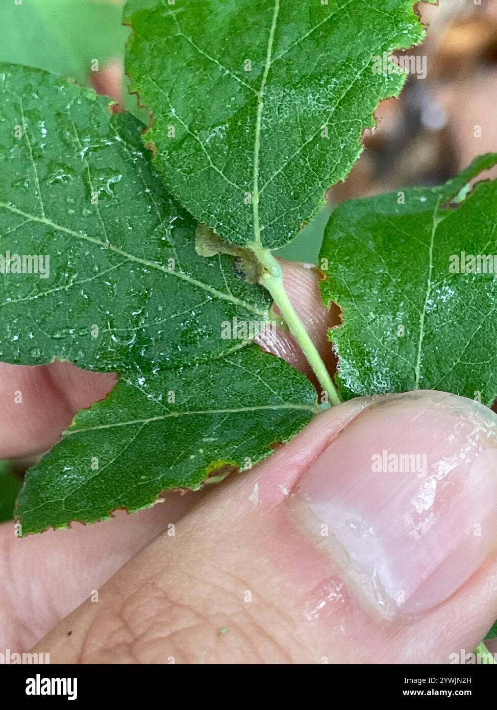 Deerberry hi-res stock photography and images - Alamy