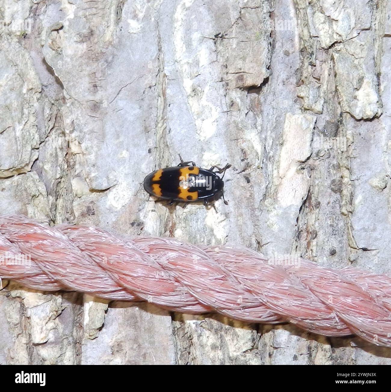 Red-banded Fungus Beetle (Megalodacne fasciata Stock Photo - Alamy