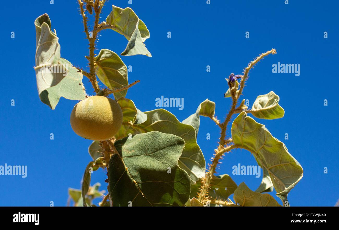 Wolf apple hi-res stock photography and images - Alamy