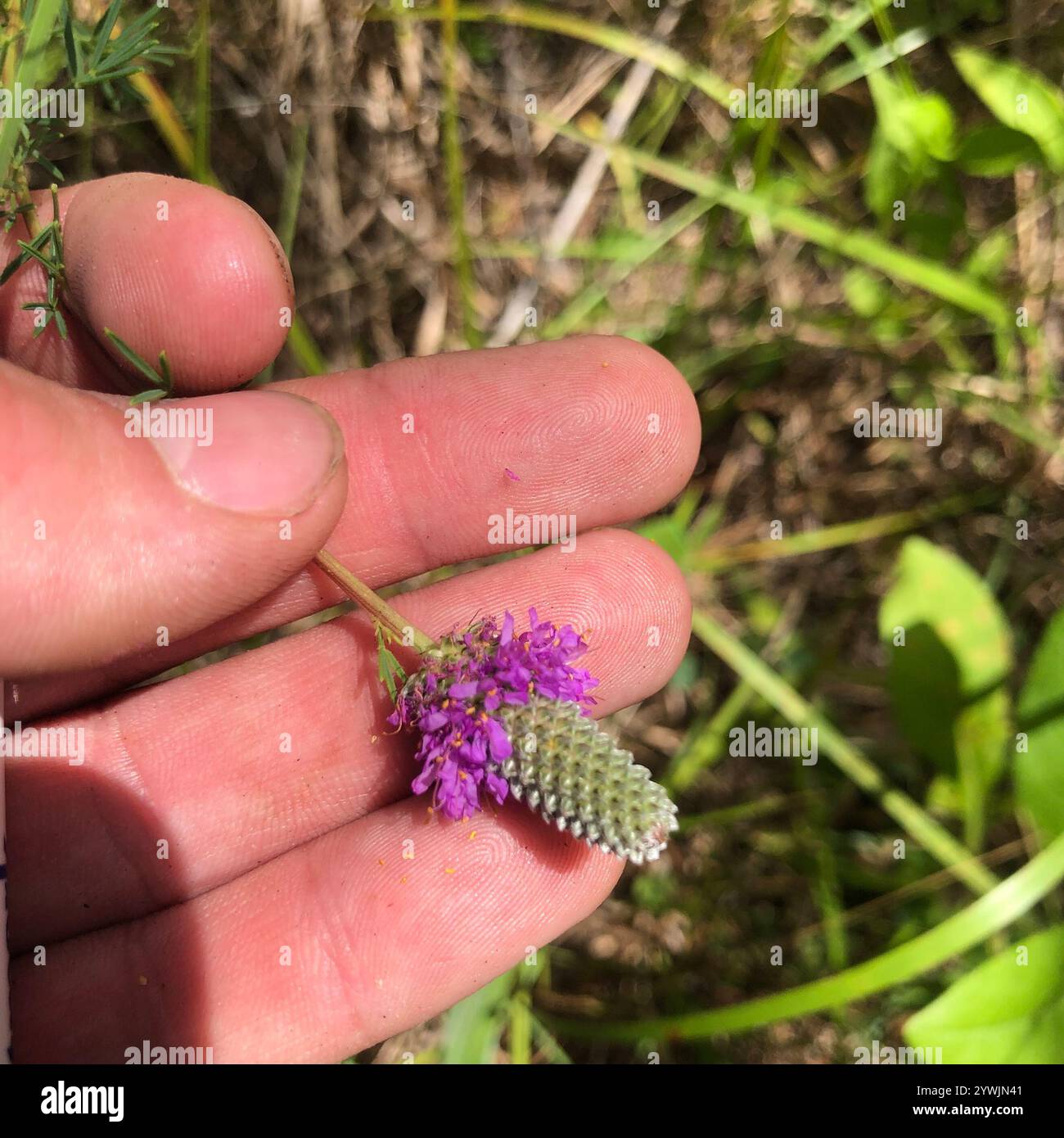 purple prairie clover (Dalea purpurea Stock Photo - Alamy