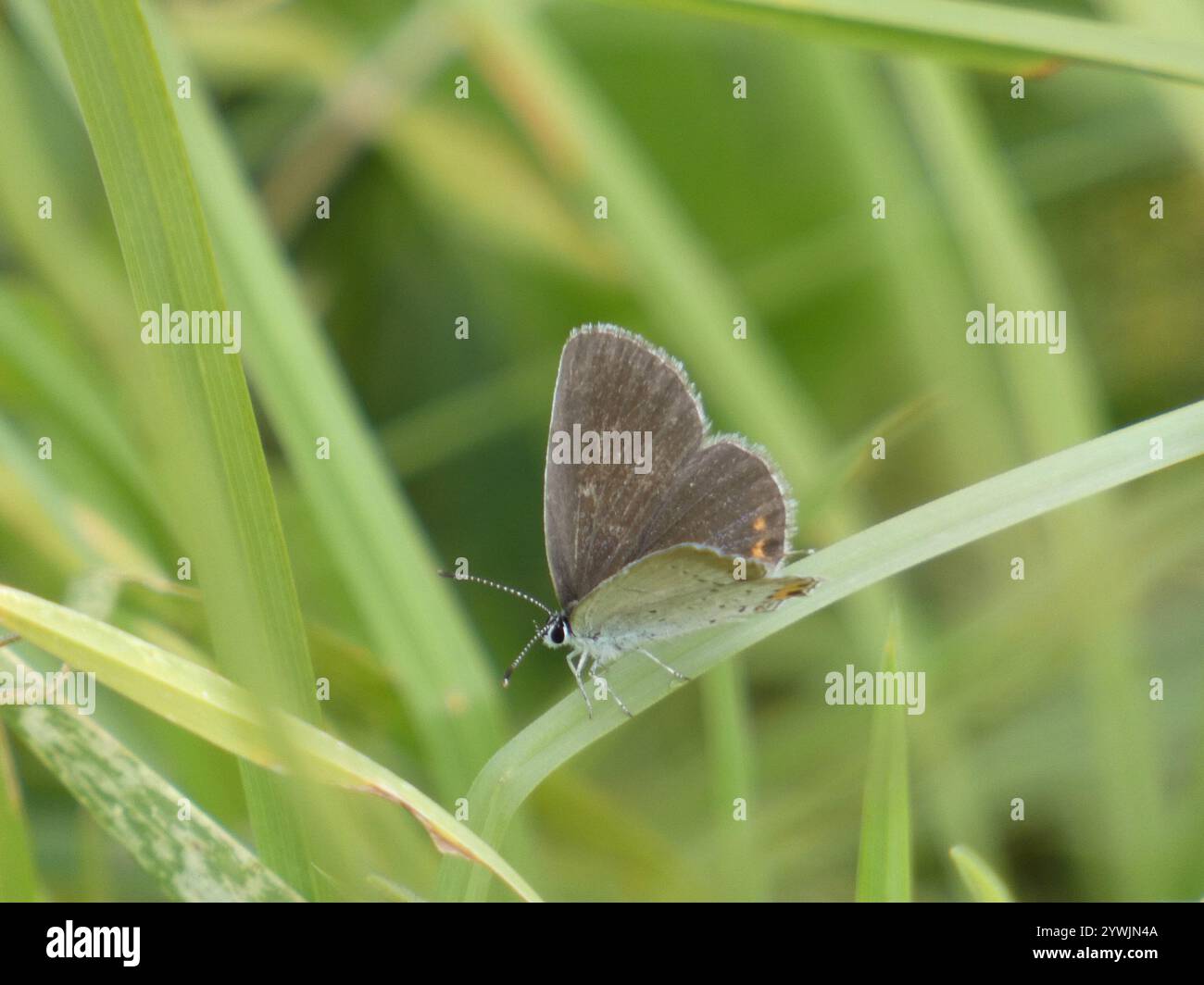 Short-tailed Blue (Cupido argiades Stock Photo - Alamy