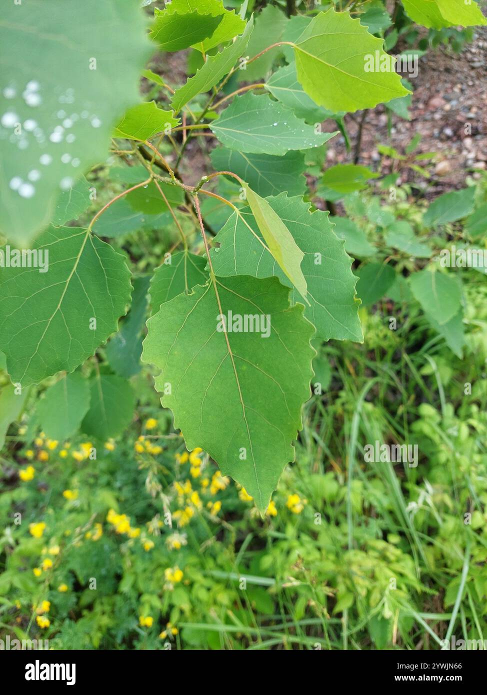 bigtooth aspen (Populus grandidentata Stock Photo - Alamy
