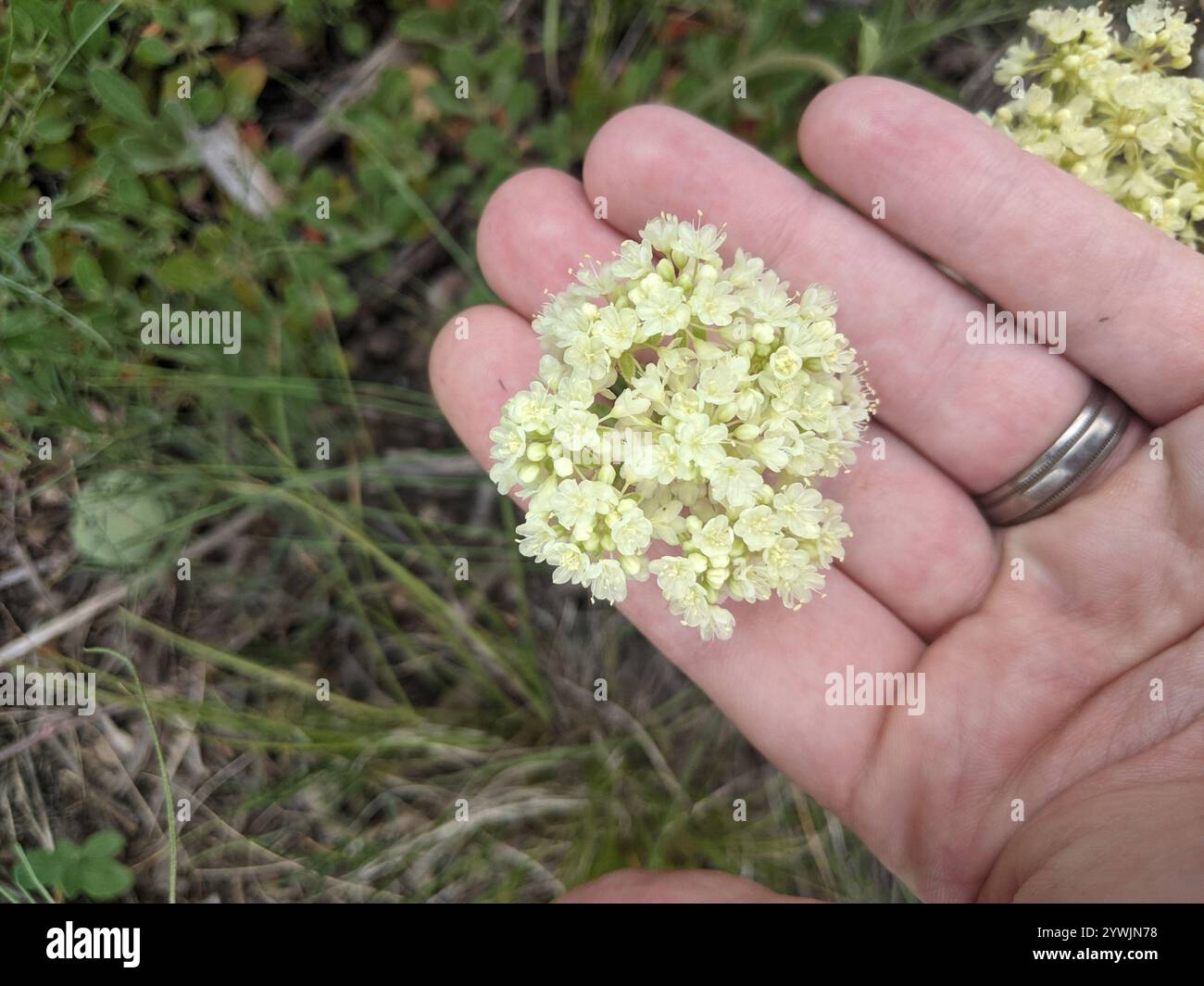subalpine sulphur flower buckwheat (Eriogonum umbellatum majus Stock ...