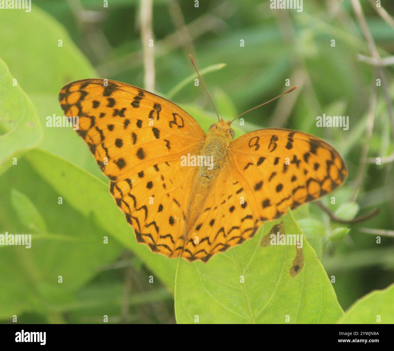 Common Leopard (Phalanta phalantha Stock Photo - Alamy