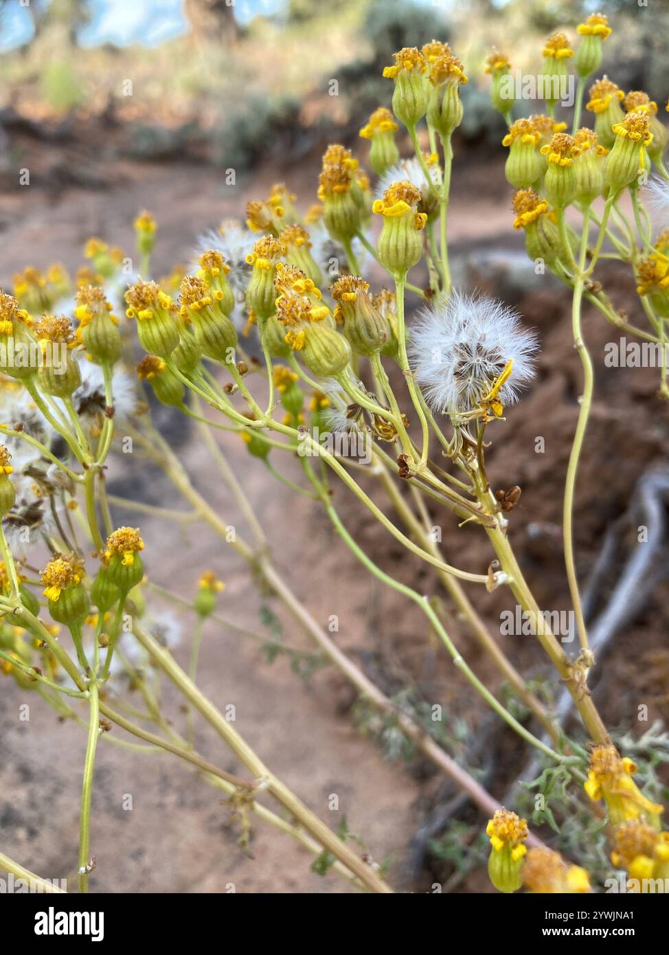 Packera multilobata hi-res stock photography and images - Alamy