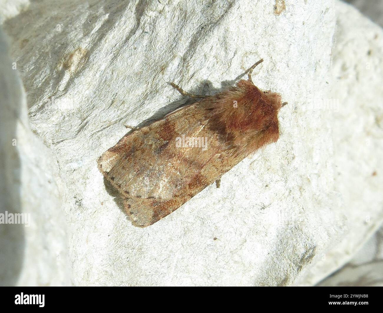 Ingrailed Clay (Diarsia mendica Stock Photo - Alamy