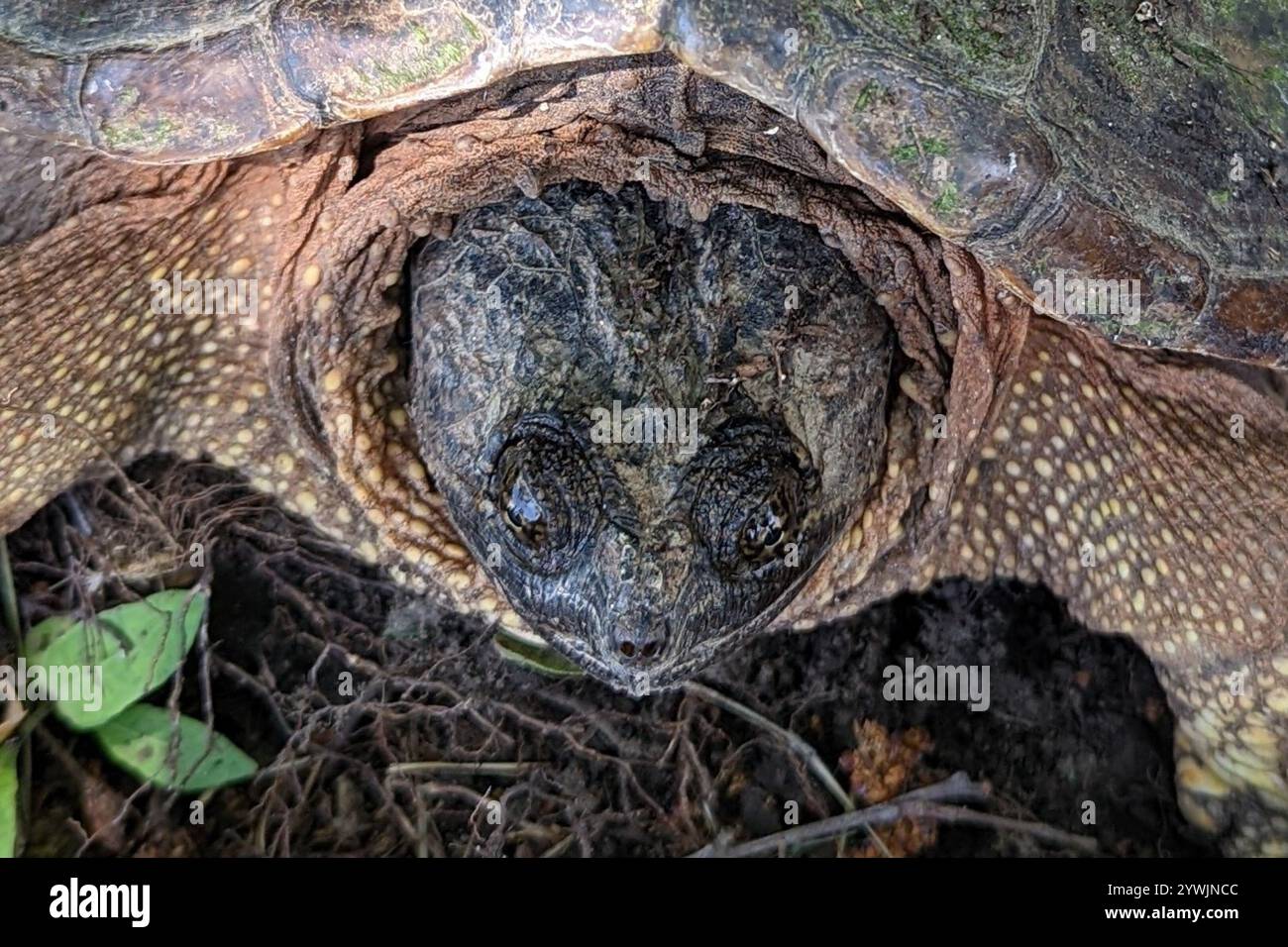 Common Snapping Turtle (Chelydra serpentina Stock Photo - Alamy