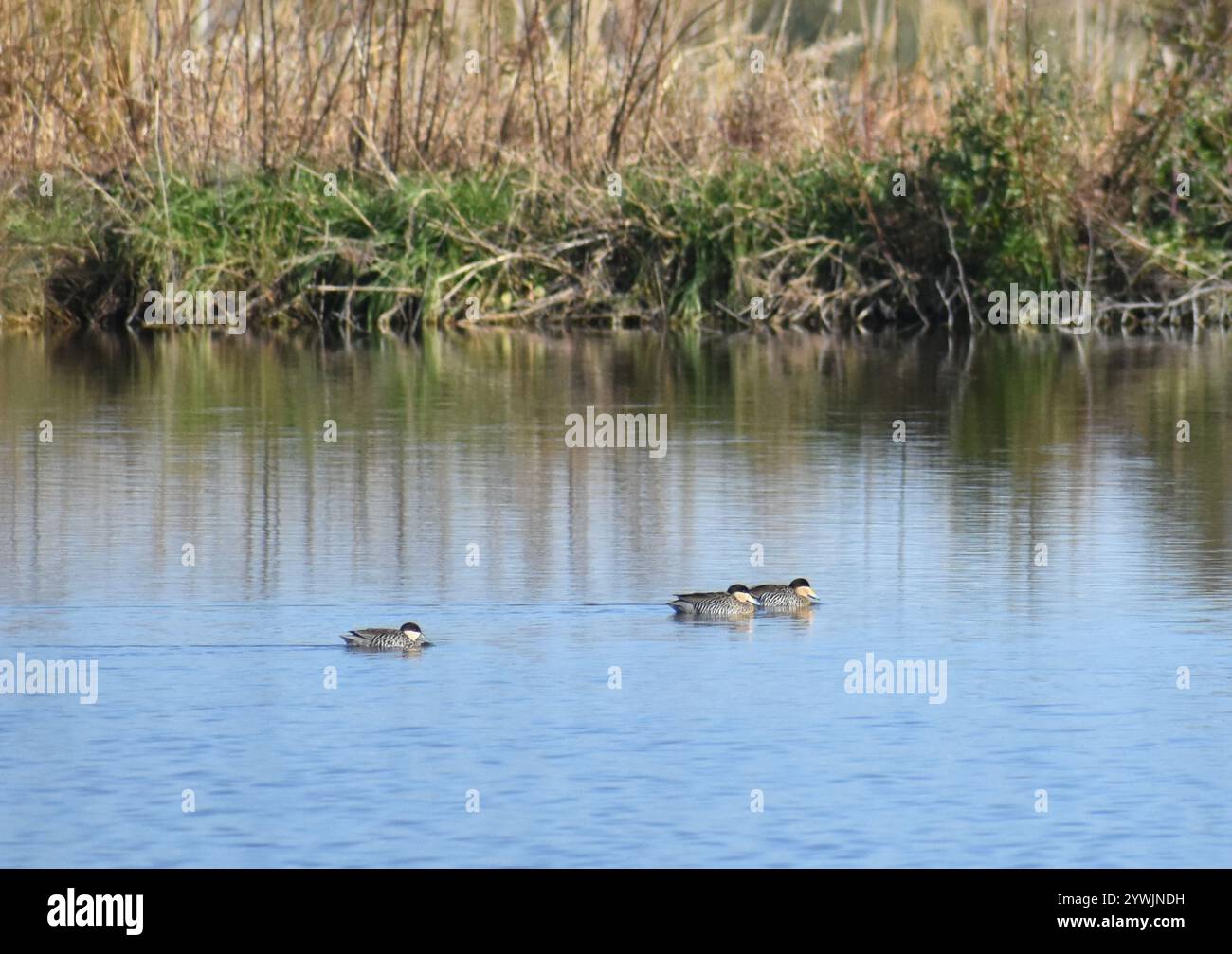 Silver Teal (Spatula versicolor Stock Photo - Alamy