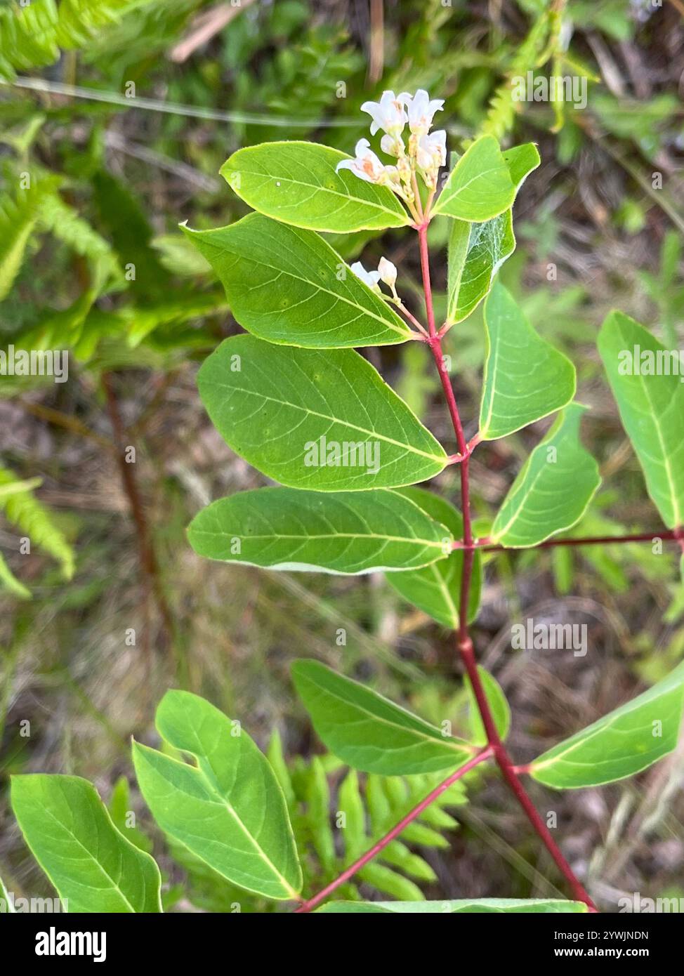 spreading dogbane (Apocynum androsaemifolium Stock Photo - Alamy