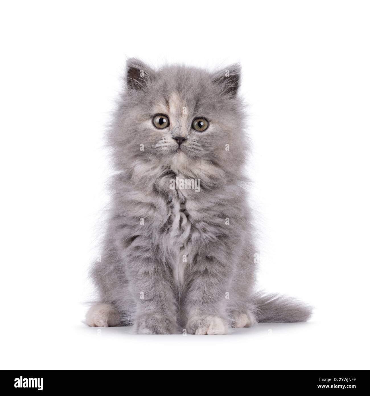 Adorable blue tortie British Longhair cat kitten, sitting up facing ...