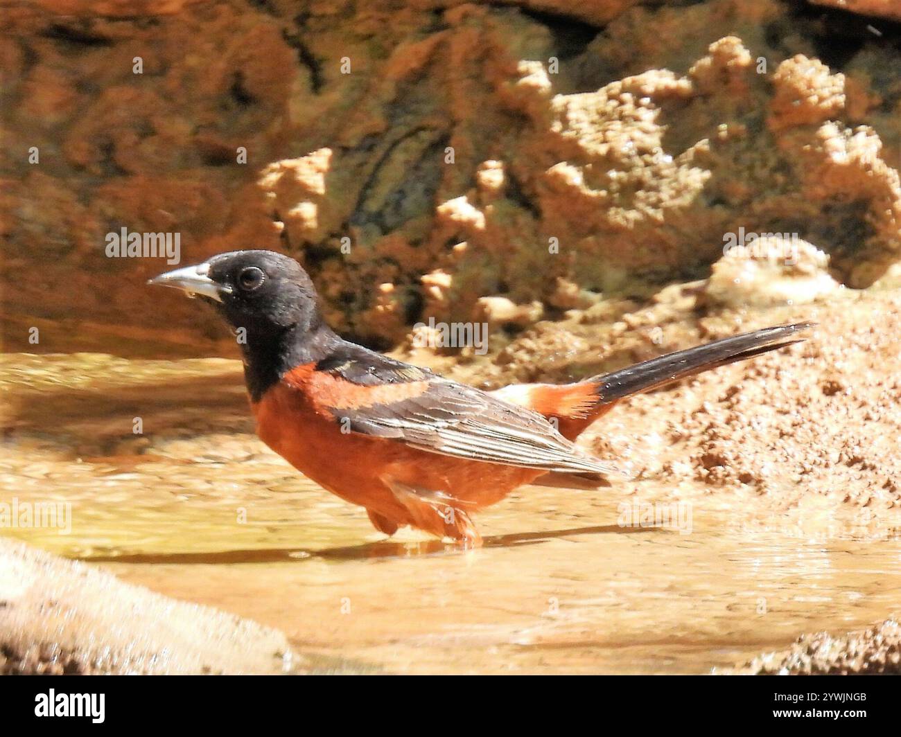 Orchard Oriole (Icterus spurius Stock Photo - Alamy