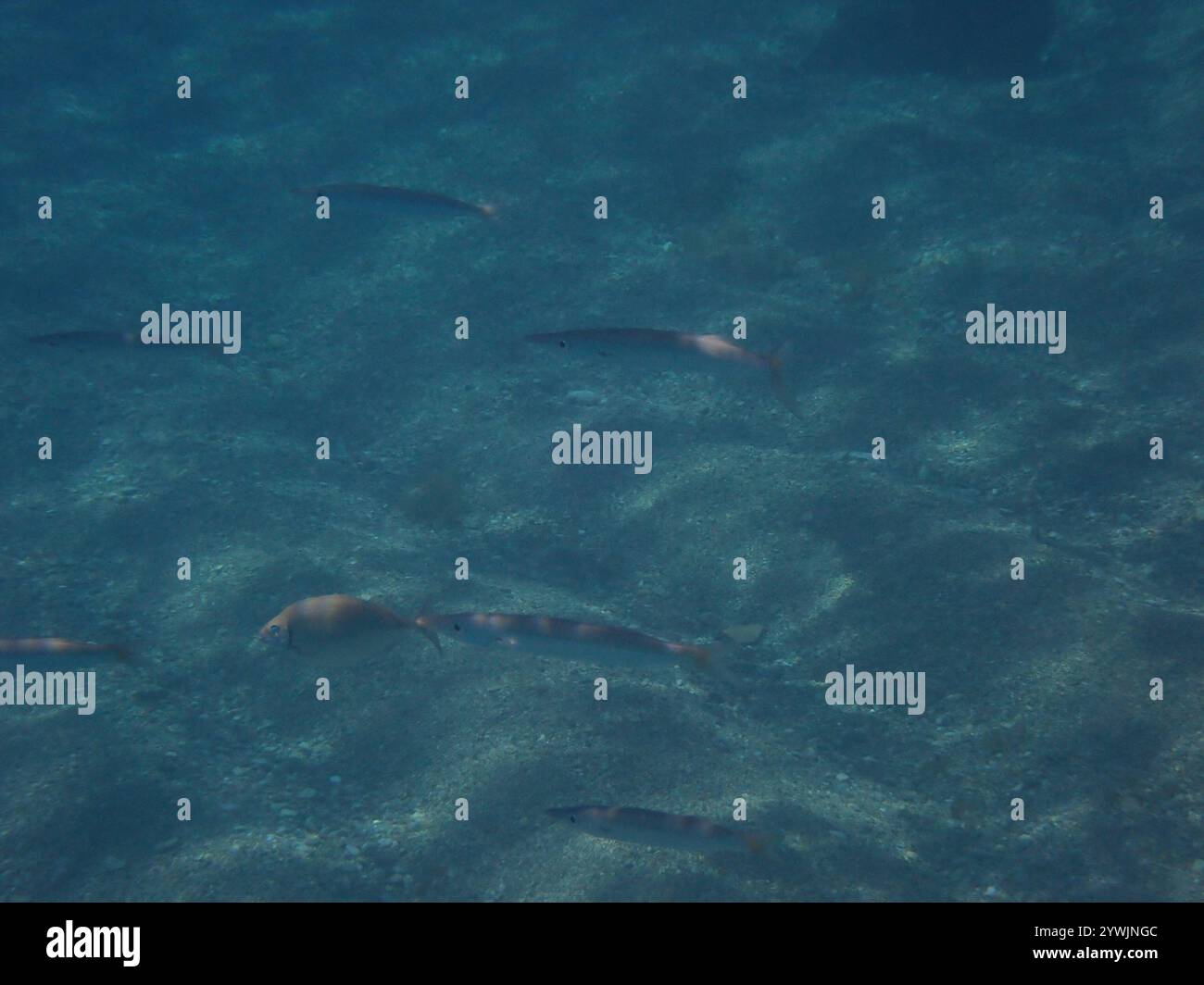 Striped Barracuda (Sphyraena pinguis Stock Photo - Alamy