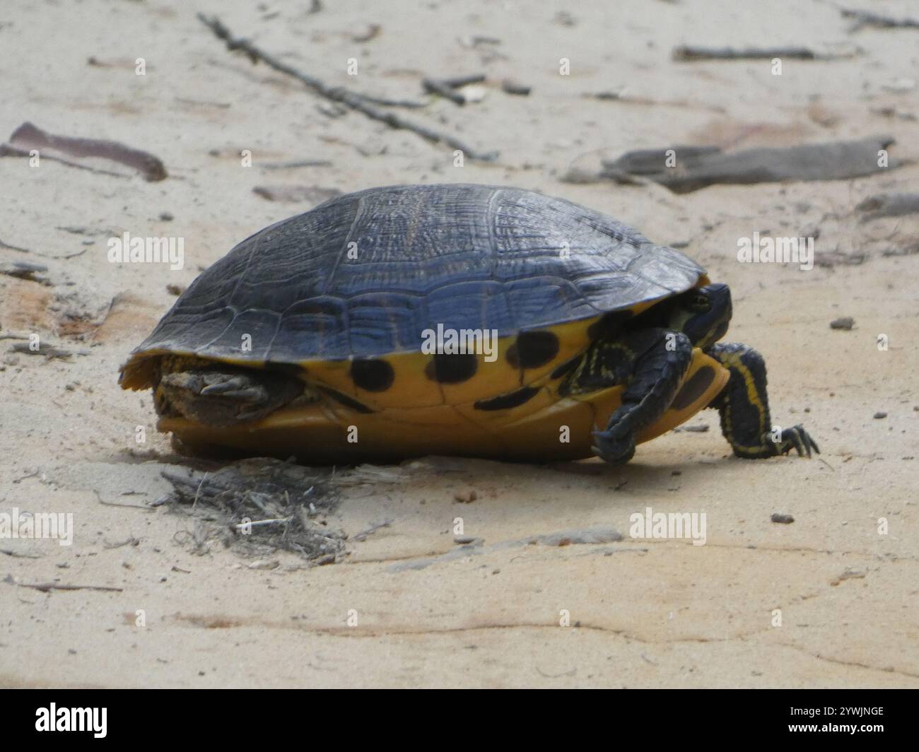 Pond Slider (Trachemys scripta Stock Photo - Alamy