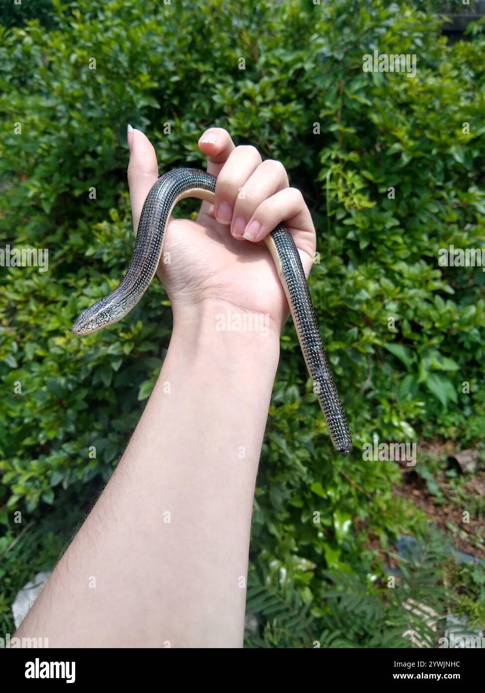 Eastern Glass Lizard (Ophisaurus ventralis Stock Photo - Alamy