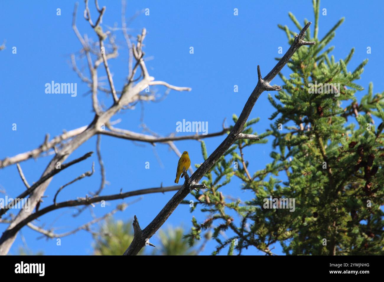 Yellow Warbler (Setophaga petechia Stock Photo - Alamy