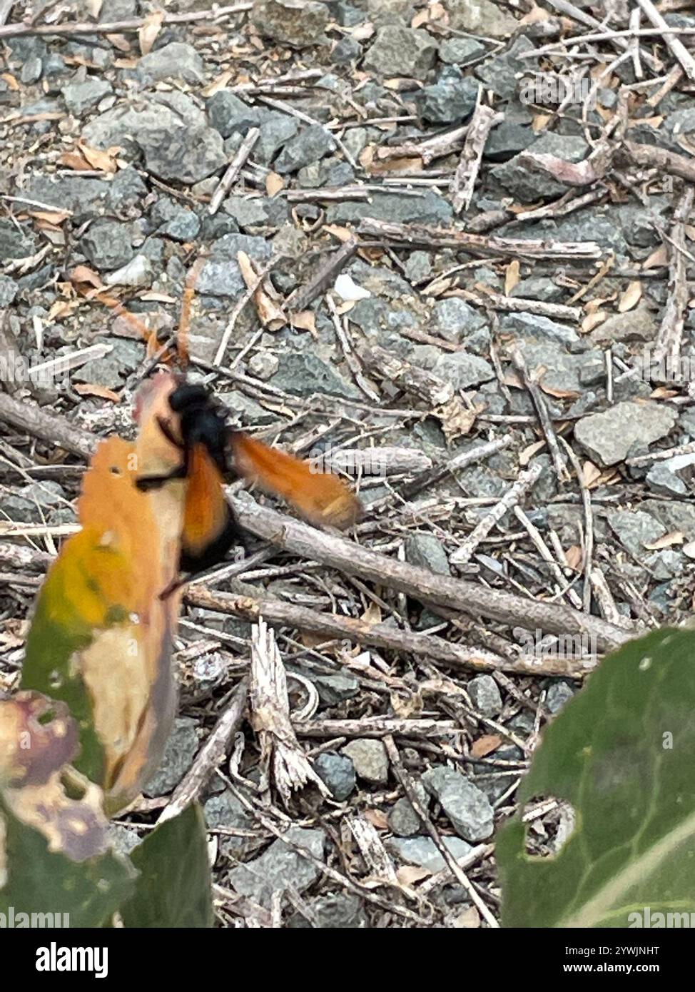 Tarantula-hawk Wasps and Allies (Pepsini Stock Photo - Alamy