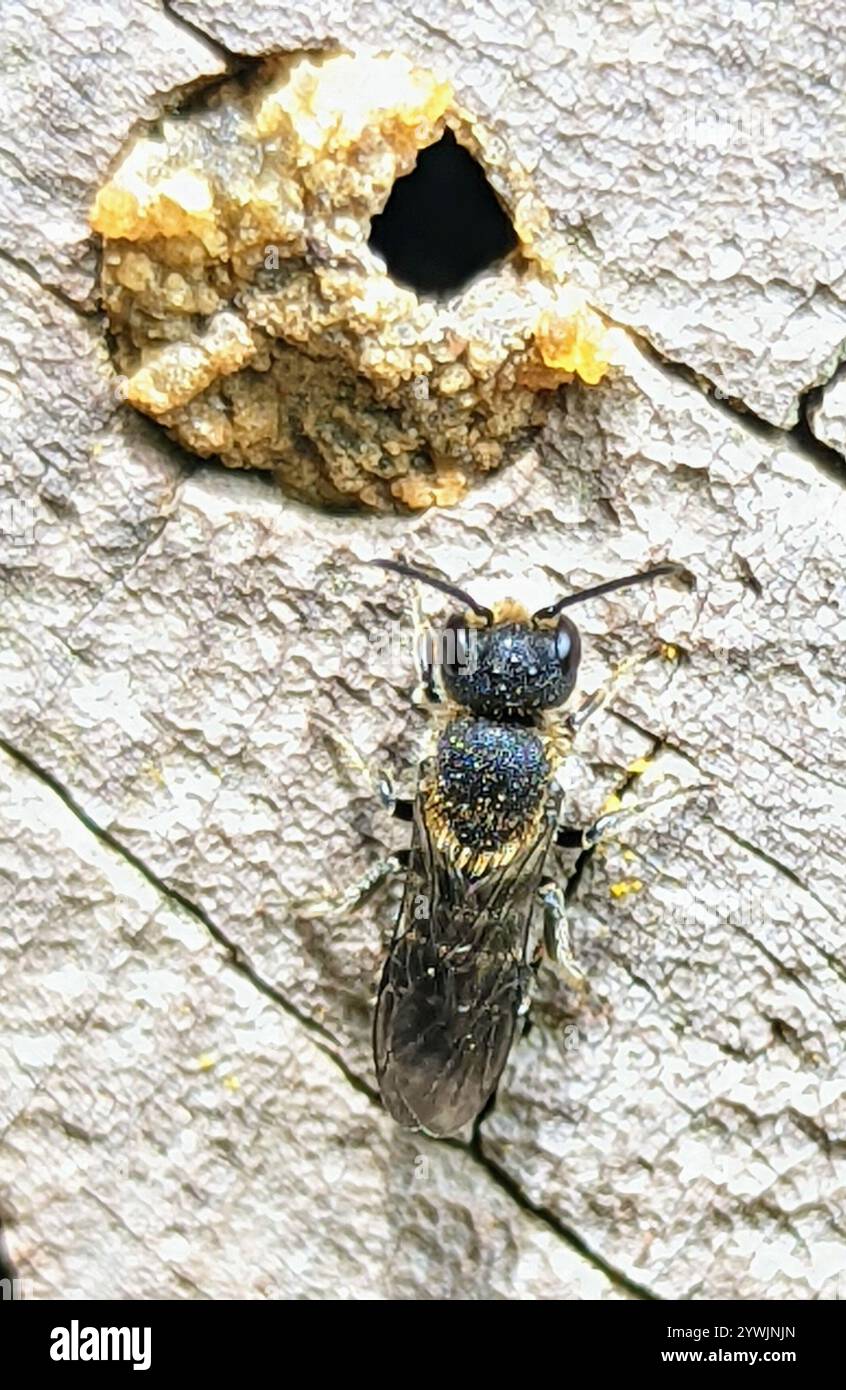 Large-headed Armoured-Resin bee (Heriades truncorum Stock Photo - Alamy