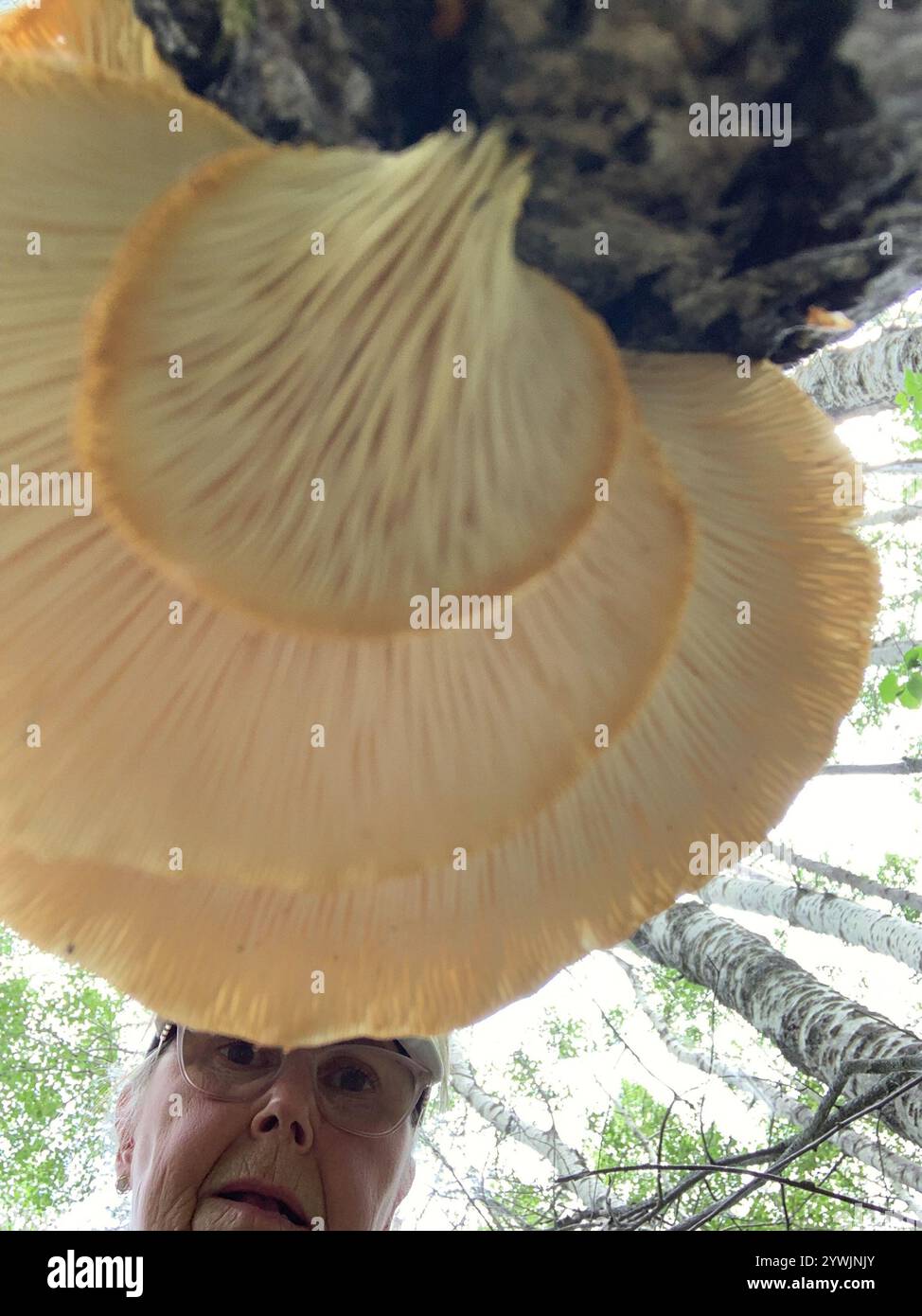 aspen oyster mushroom (Pleurotus populinus Stock Photo - Alamy