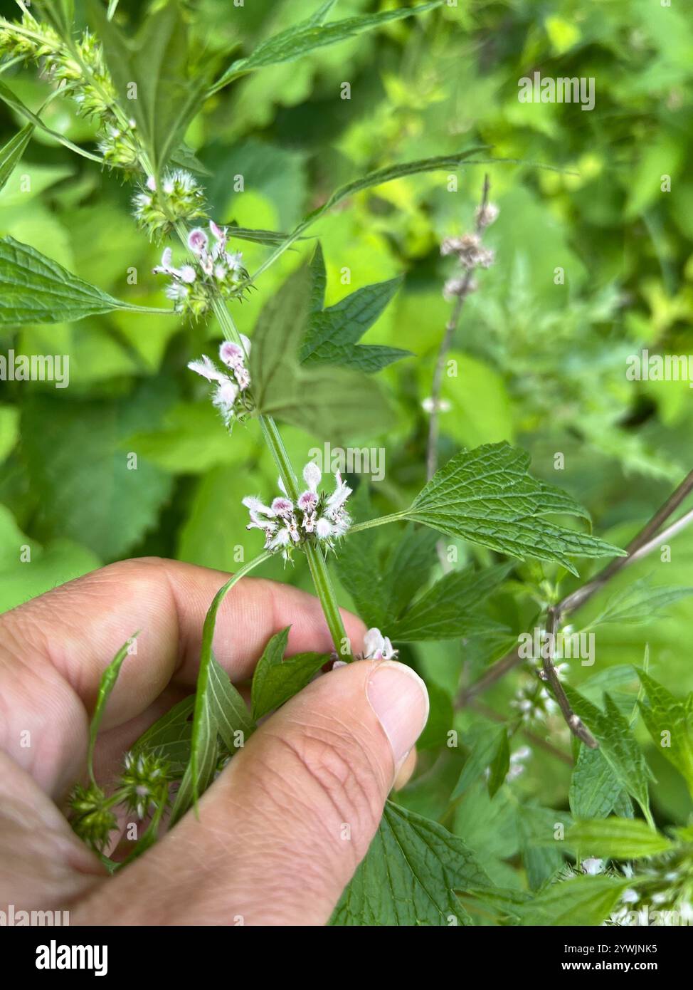 common motherwort (Leonurus cardiaca Stock Photo - Alamy
