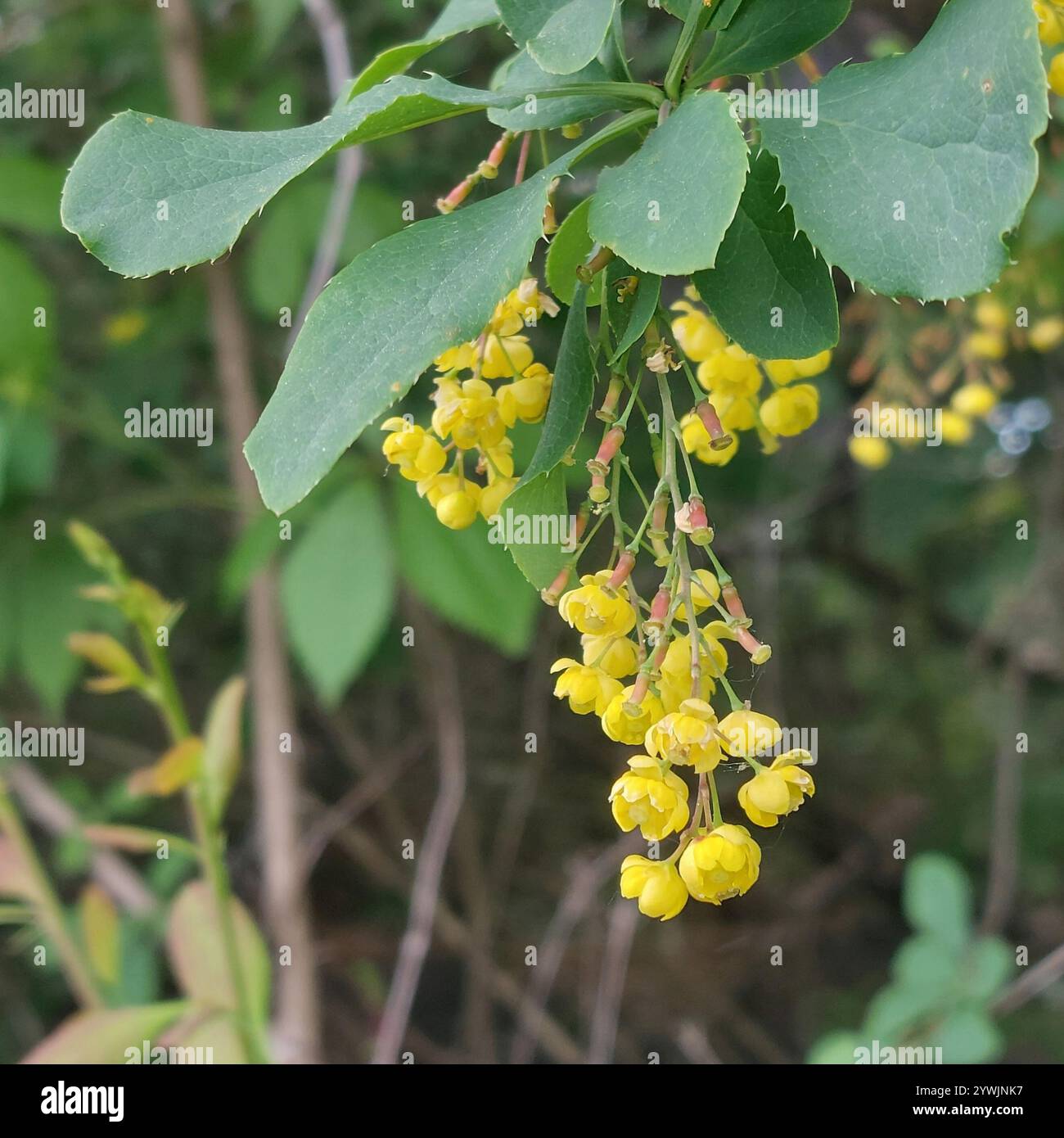 European barberry (Berberis vulgaris Stock Photo - Alamy