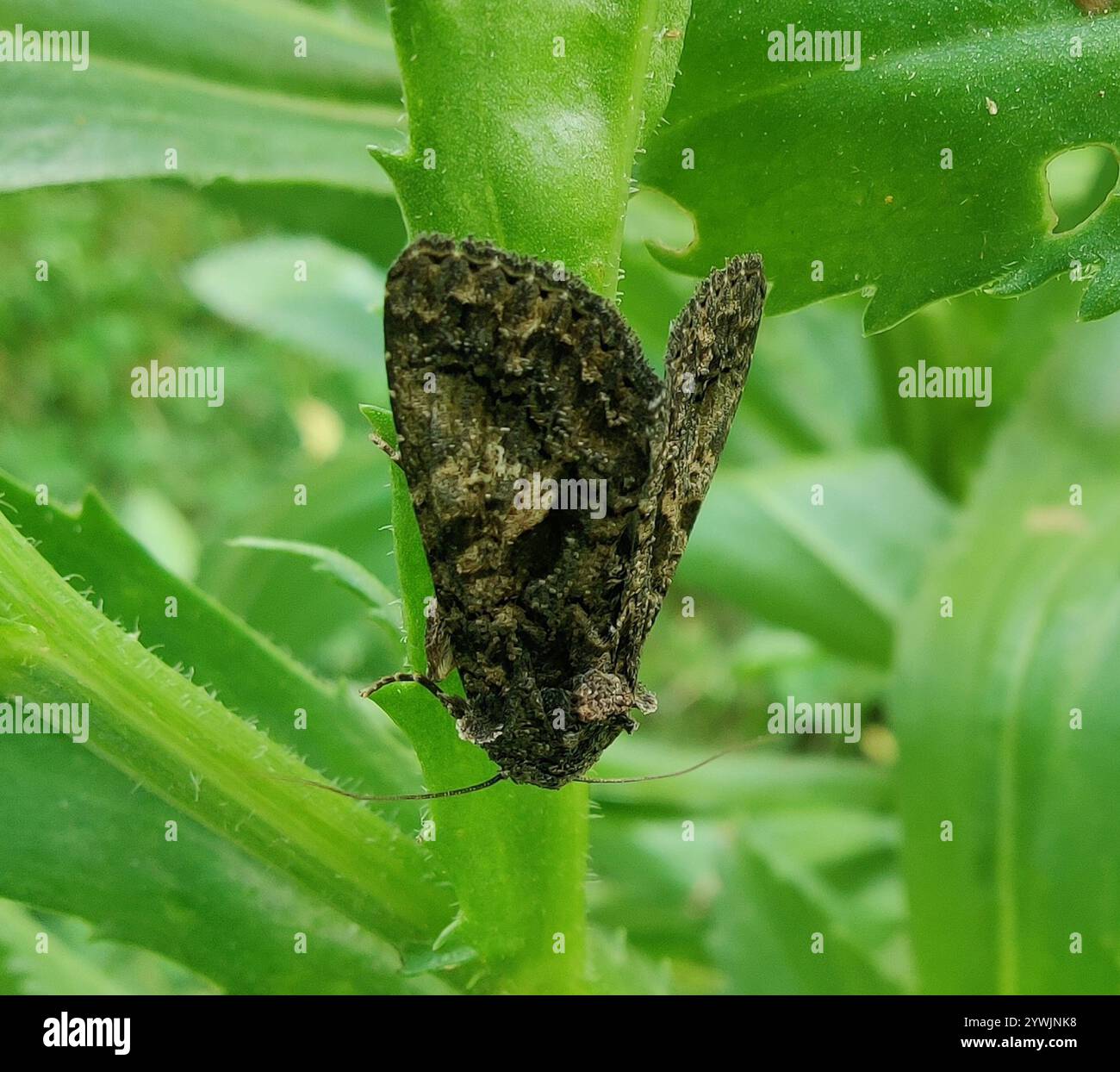 Aedia leucomelas hi-res stock photography and images - Alamy