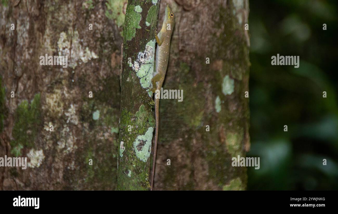 Anole amazon hi-res stock photography and images - Alamy