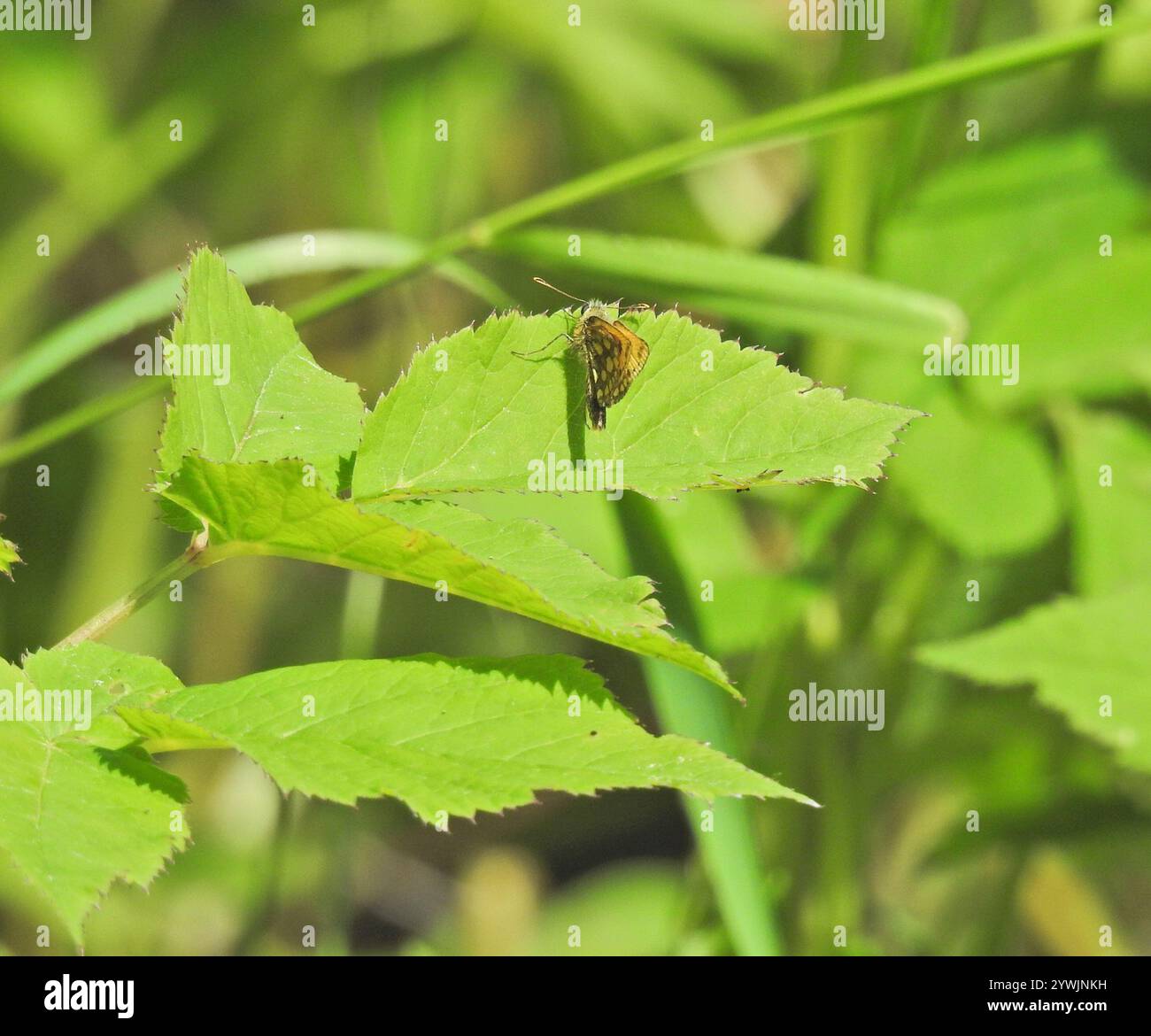 Northern Chequered Skipper (Carterocephalus silvicola Stock Photo - Alamy