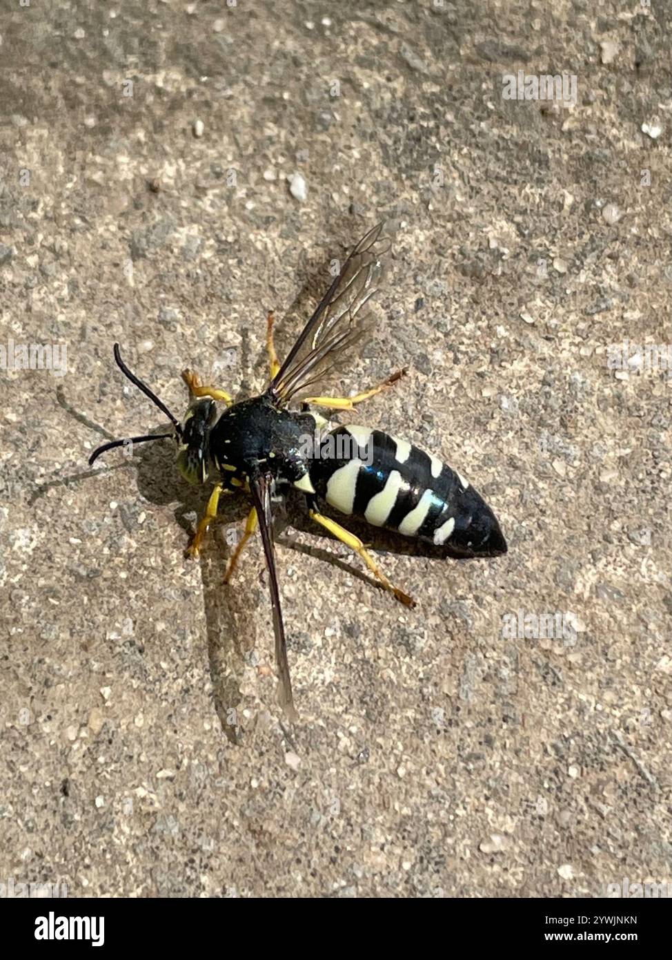 Four-banded Stink Bug Wasp (Bicyrtes quadrifasciatus Stock Photo - Alamy