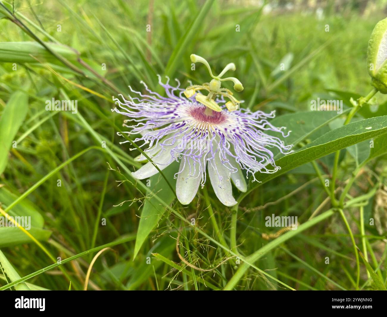 purple passionflower (Passiflora incarnata Stock Photo - Alamy