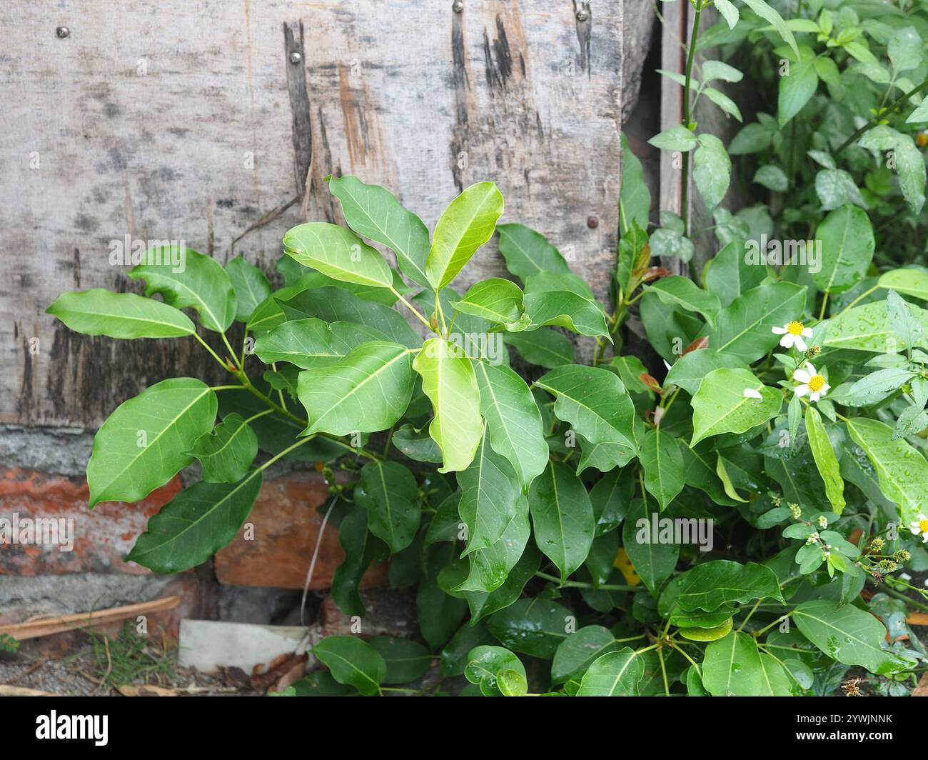 Japanese Superb Fig (Ficus subpisocarpa Stock Photo - Alamy