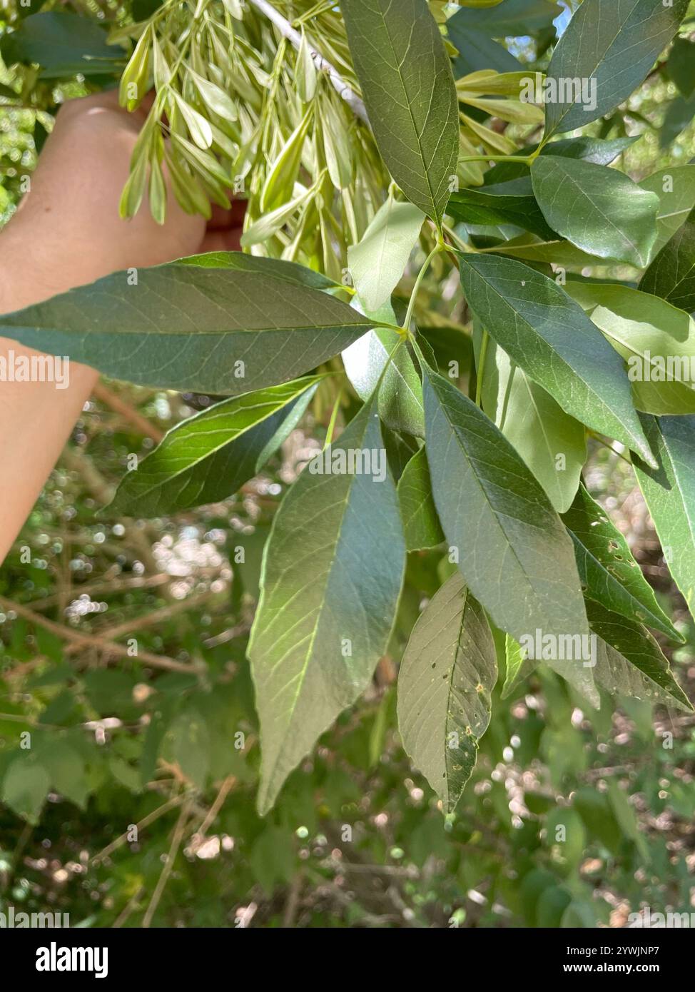velvet ash (Fraxinus velutina Stock Photo - Alamy