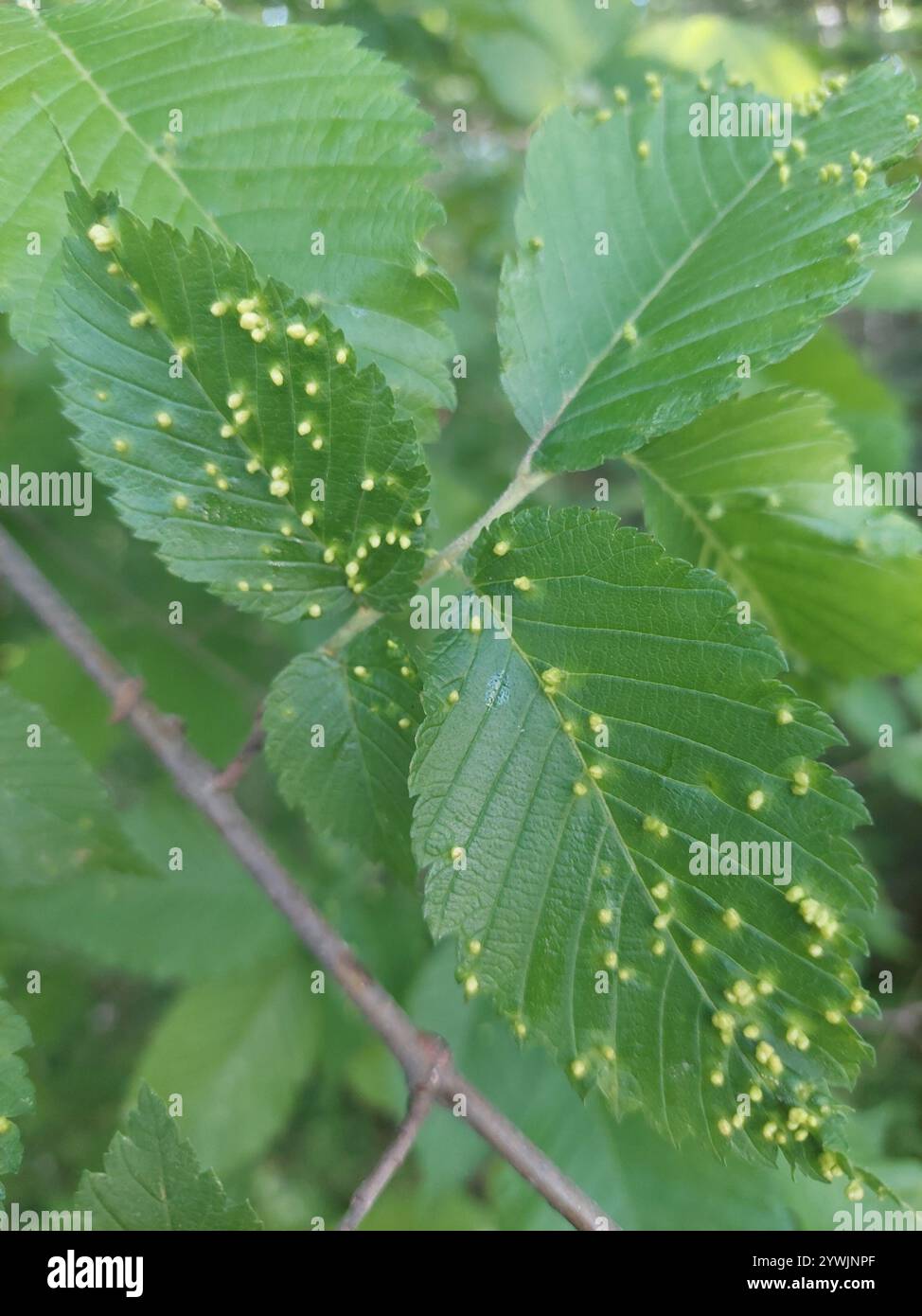 Elm Leaf Gall Mite (Aceria campestricola Stock Photo - Alamy