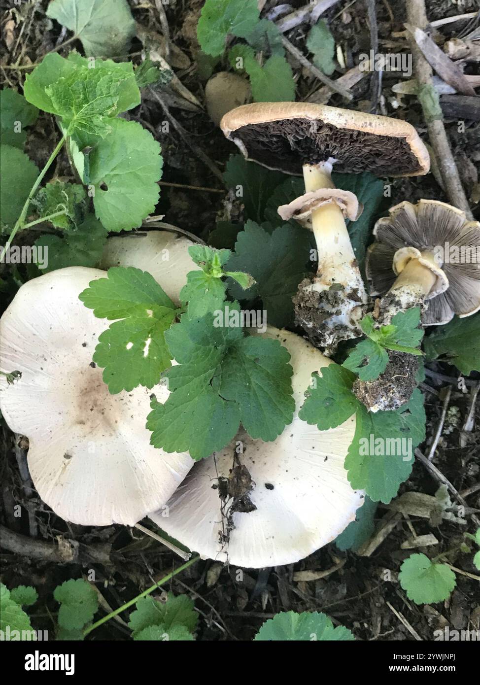 Yellow Stainer (Agaricus xanthodermus Stock Photo - Alamy