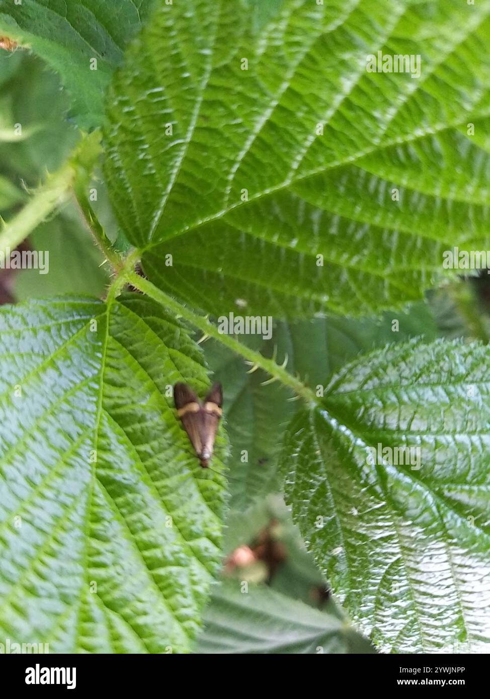 Yellow-barred Longhorn (Nemophora degeerella Stock Photo - Alamy