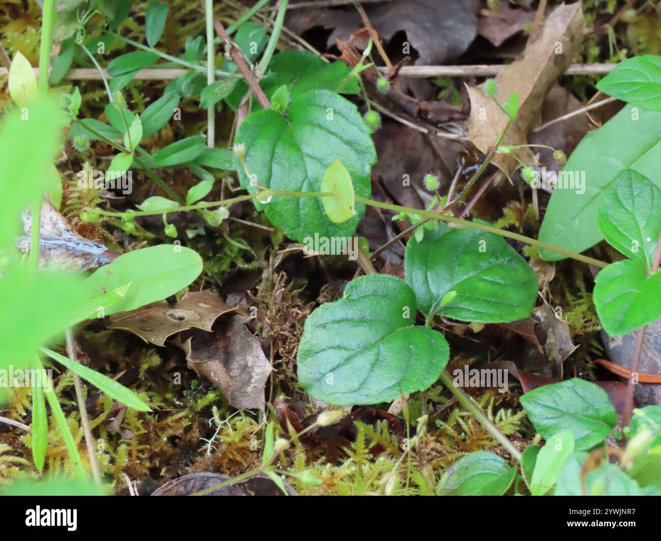 yerba buena (Clinopodium douglasii Stock Photo - Alamy