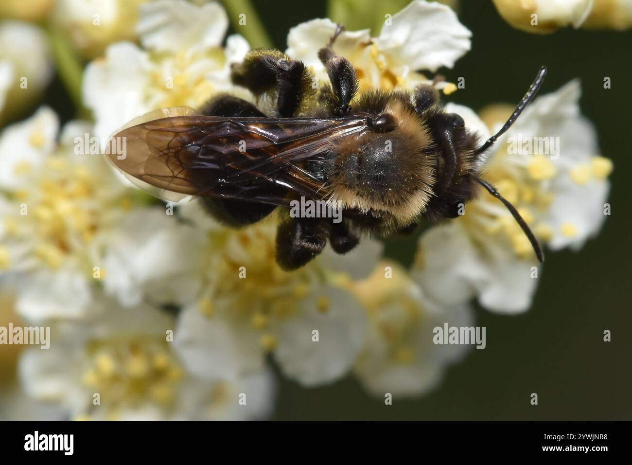 Mining Bees (Andrena Stock Photo - Alamy