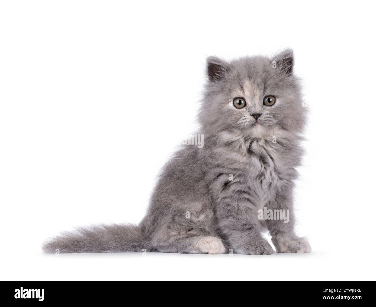 Side view adorable british hi-res stock photography and images - Alamy